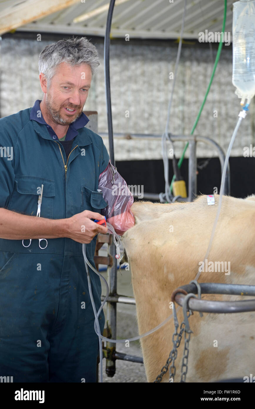 A technician uses saline solution from a drip bag to flush calf embryos ...
