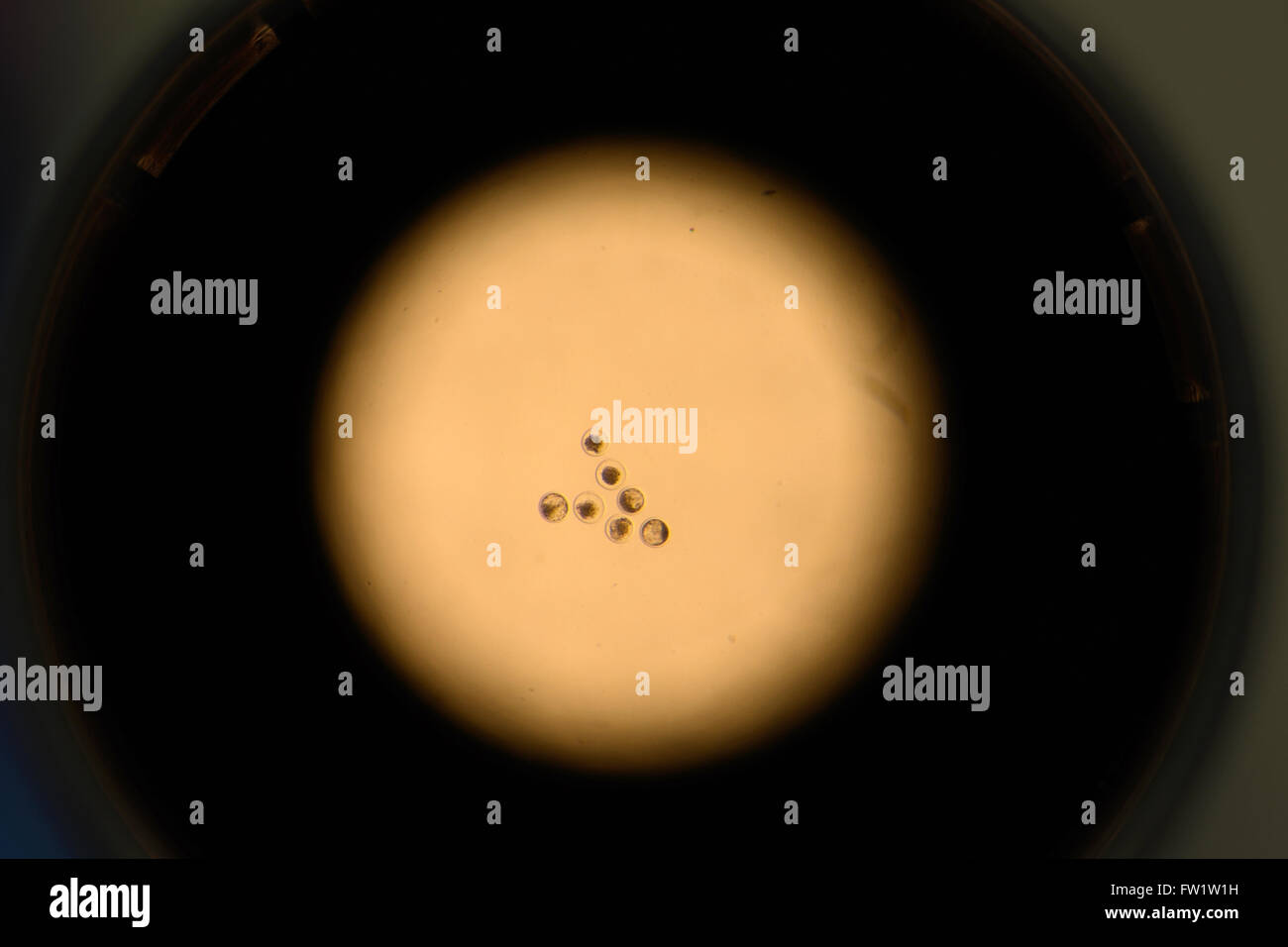 A view down a stereo microscope showing the calf embryos flushed from a ...