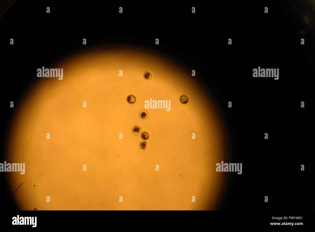 The view down a stereo microscope showing calf embryos flushed from a ...