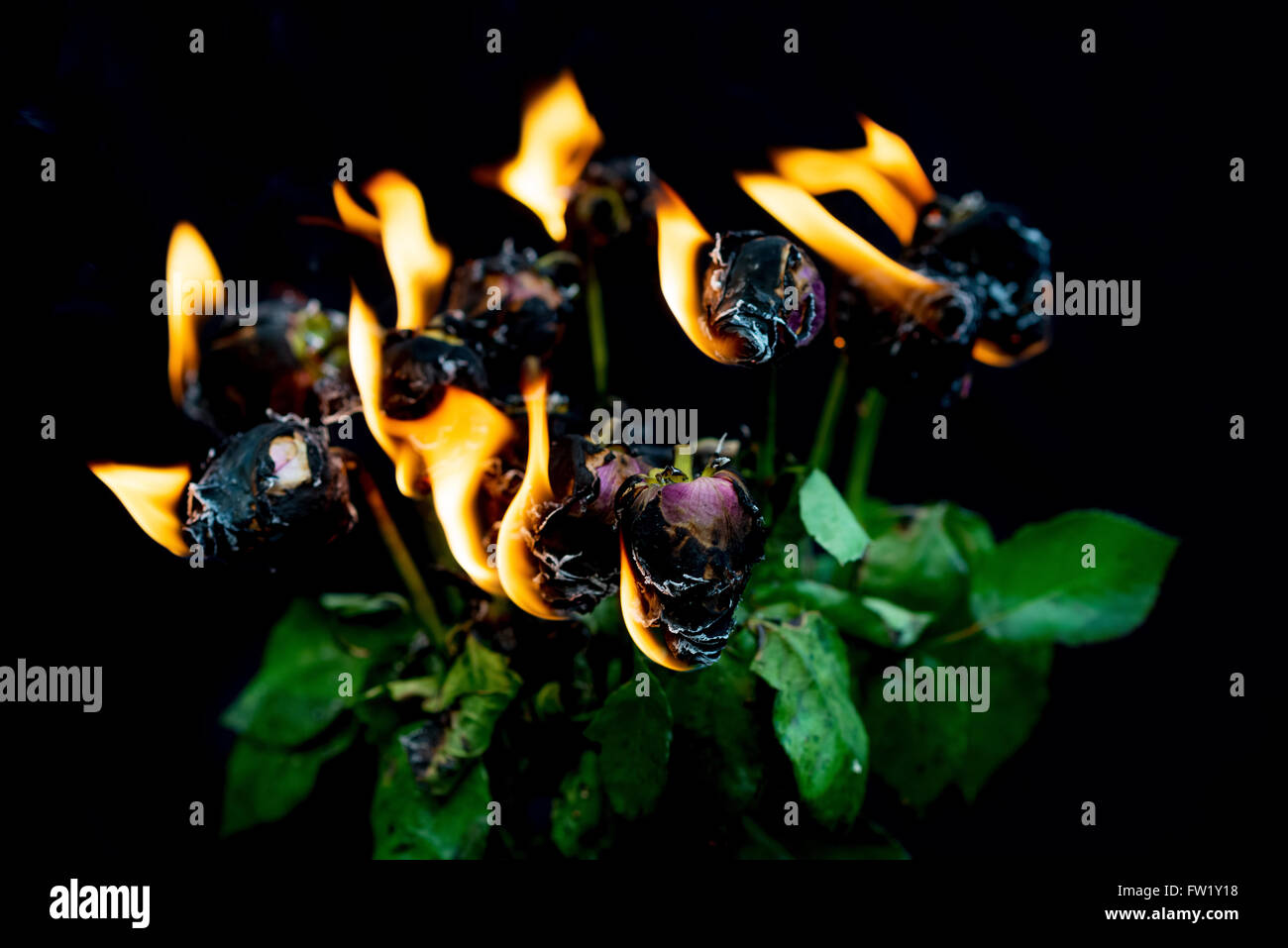 Pink fire flames hi-res stock photography and images - Alamy