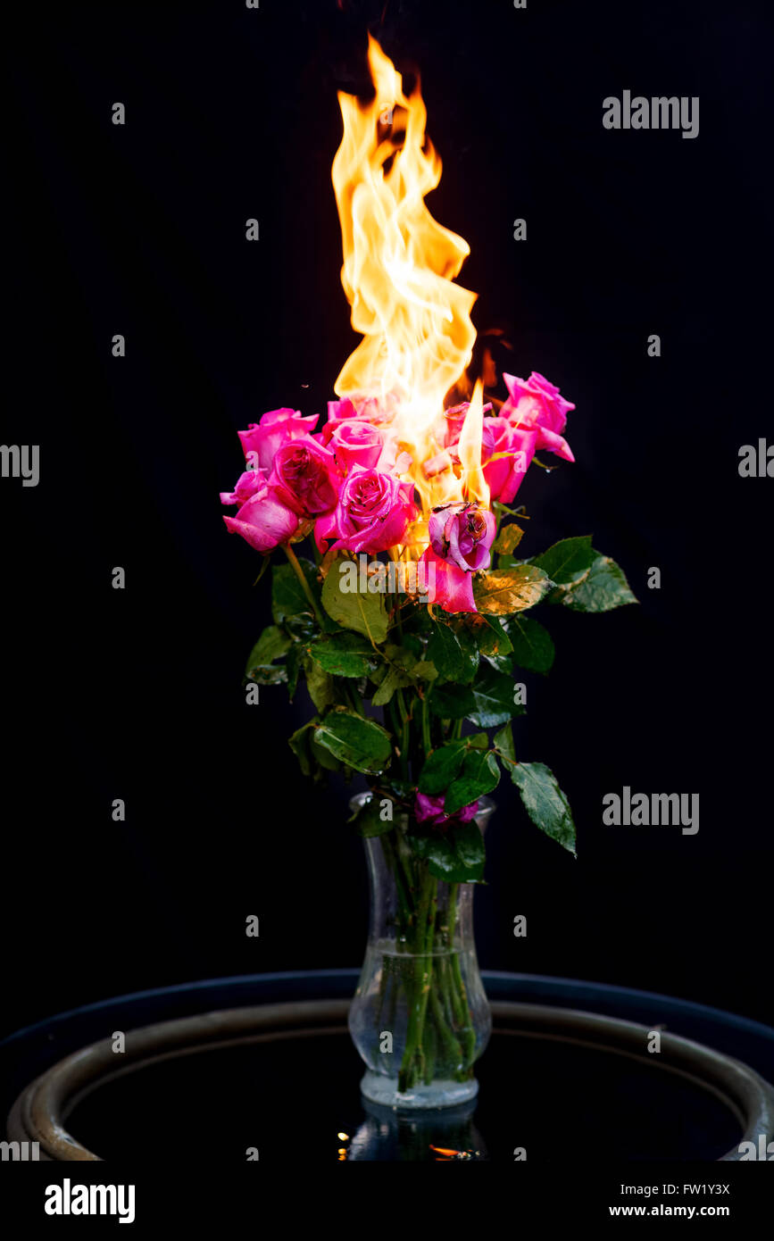 Rose on fire flaming flower hi-res stock photography and images - Alamy