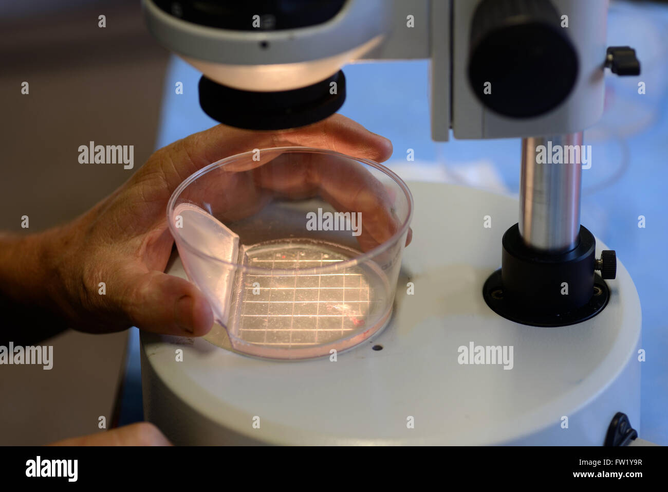 A technician searches for live calf embryos for implantation into a ...