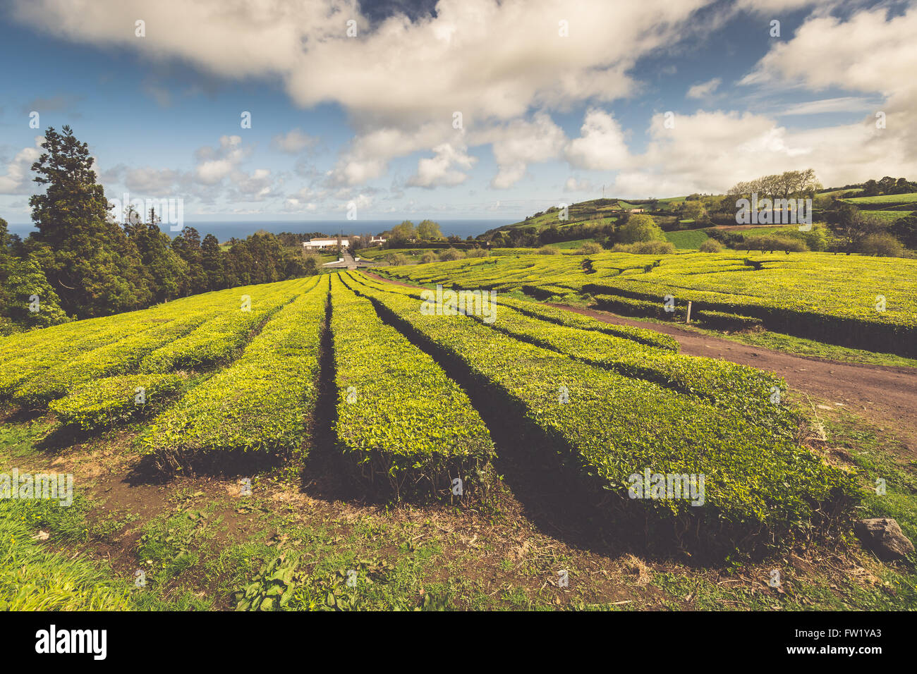 Portugal Azores Islands Sao Miguel tea plantation Stock Photo - Alamy