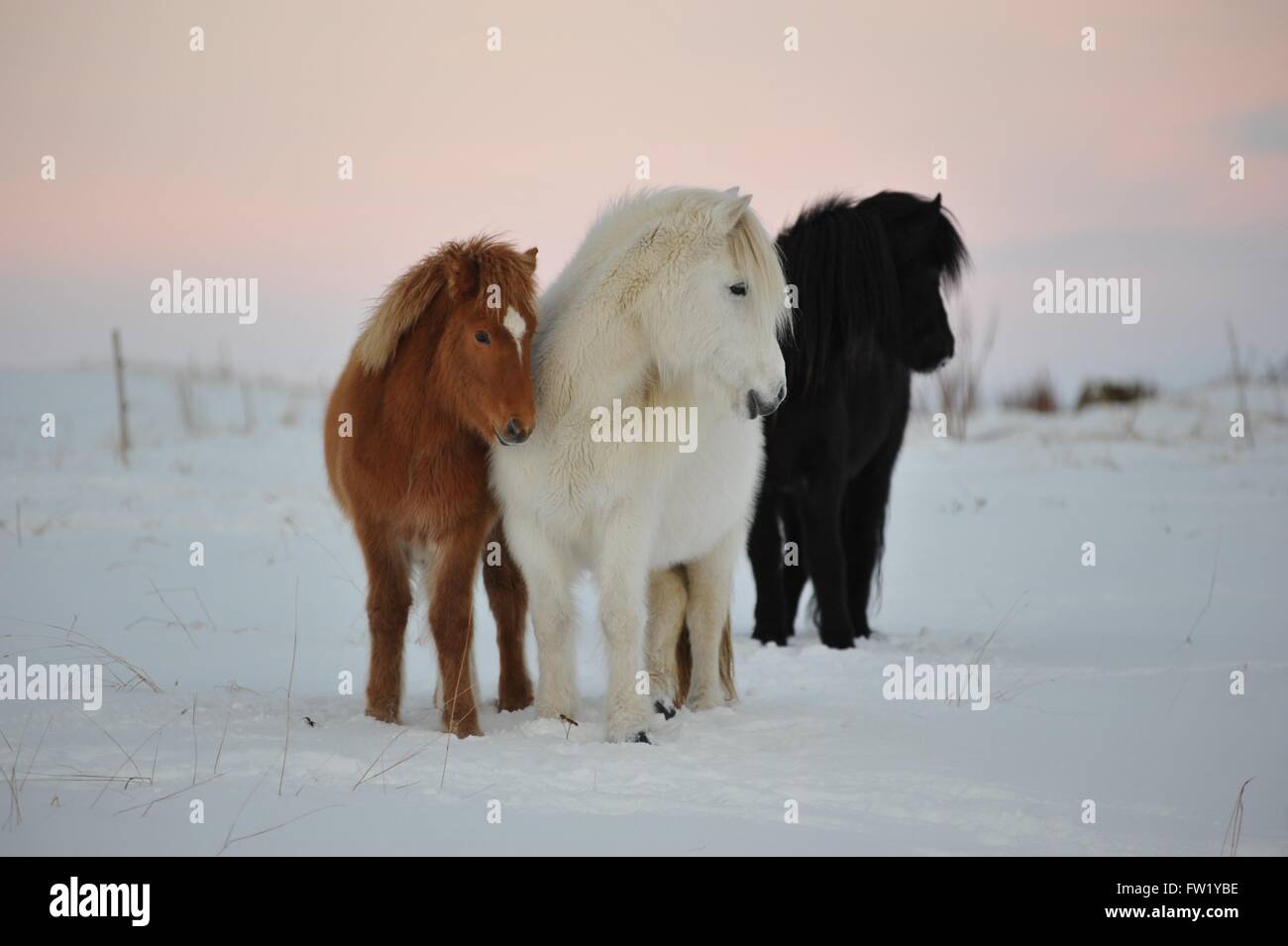 Three Icelandic ponies in winter Stock Photo - Alamy