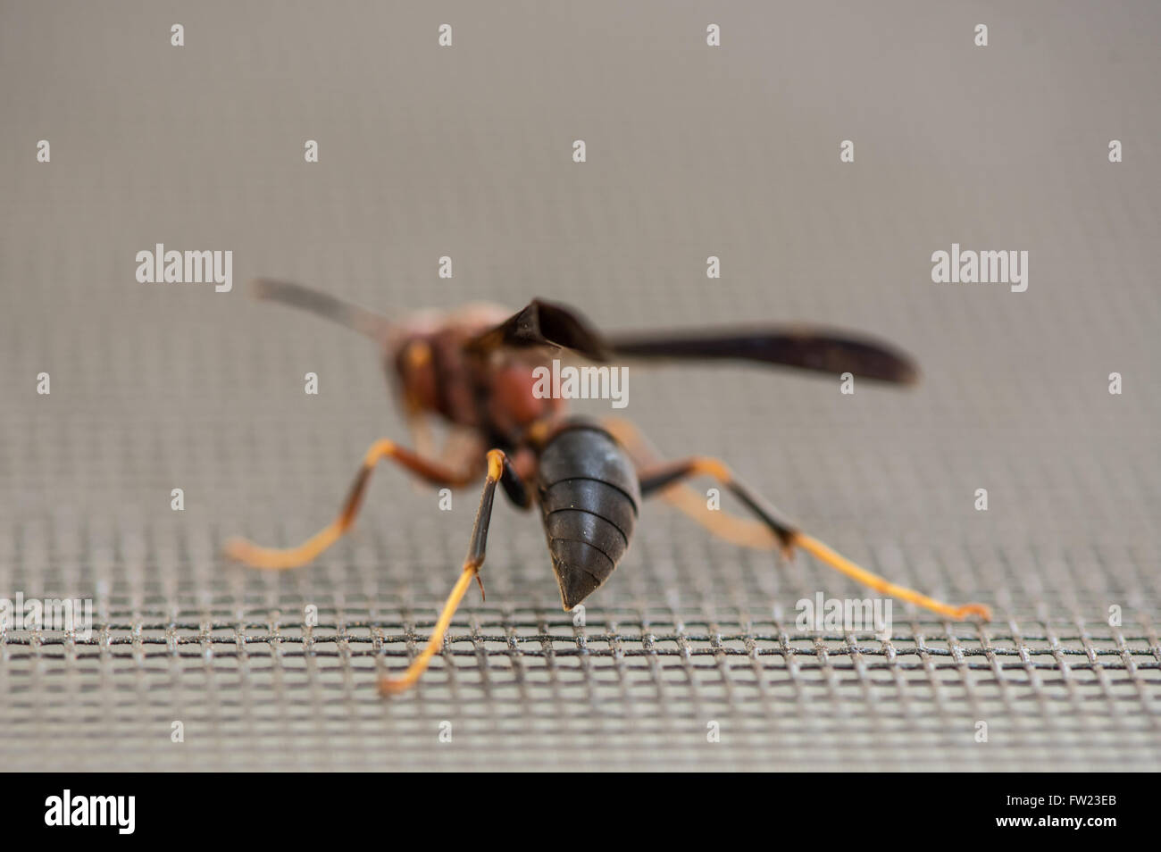 Wasp stinger hi-res stock photography and images - Alamy