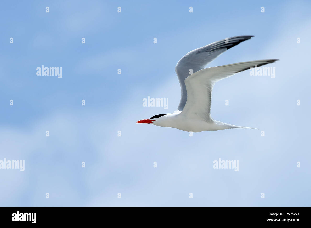 Royal turn flying with a blue sky and clouds Stock Photo - Alamy