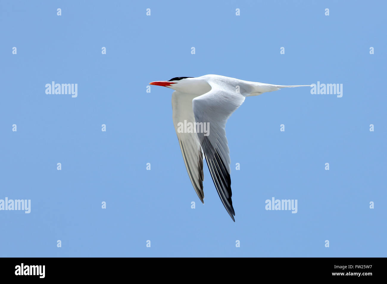 Royal turn hi-res stock photography and images - Alamy