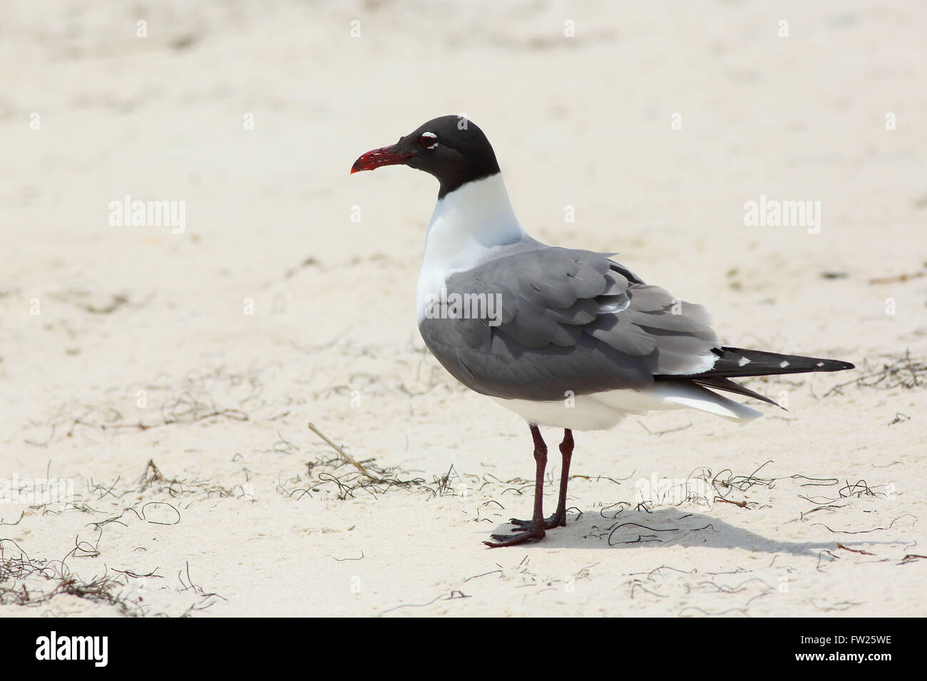 Laughing Gull standing on a beach Stock Photo - Alamy