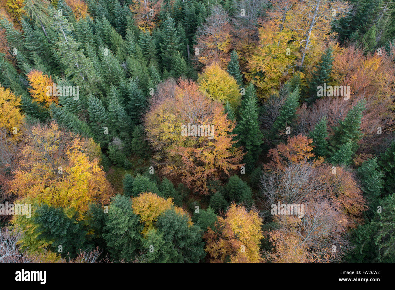 high angle shot of black forest at Bad Wildbad Stock Photo - Alamy