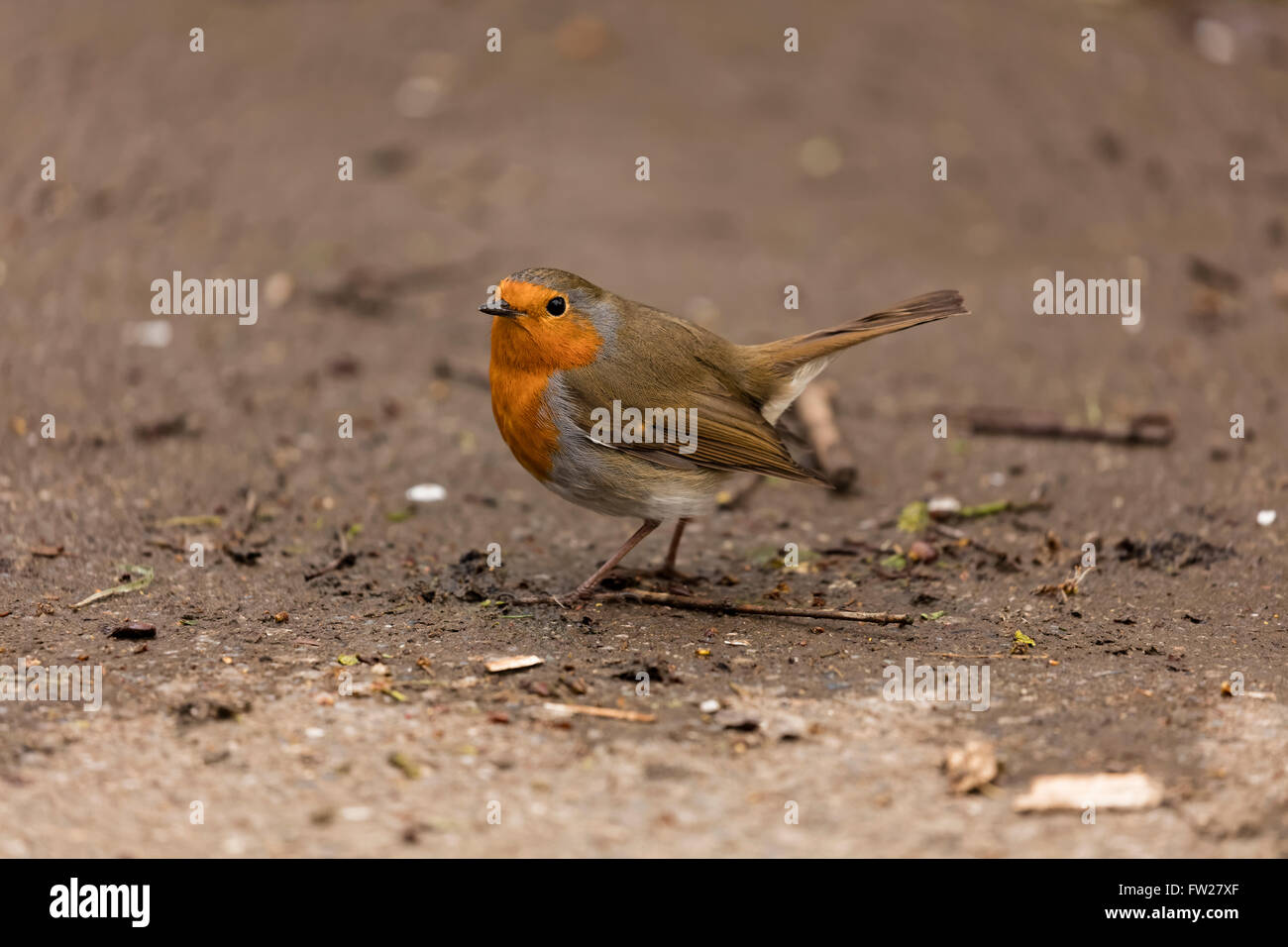Robin ground uk hi-res stock photography and images - Alamy