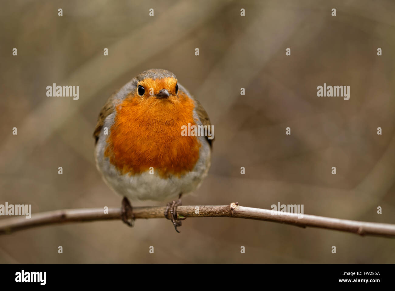 Red robin tree hi-res stock photography and images - Alamy