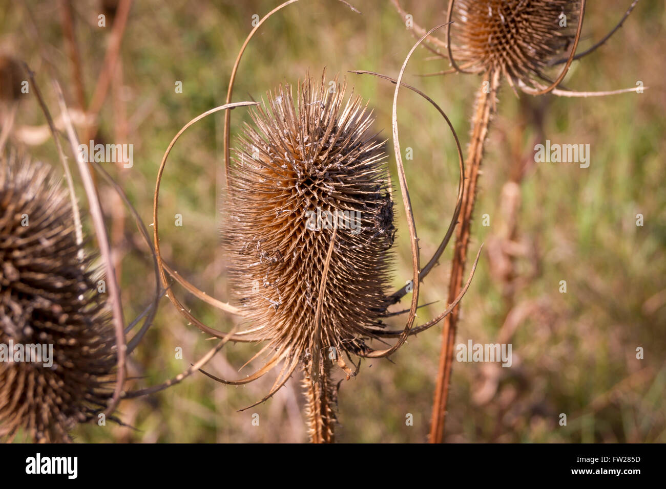 Dipsacus plant seedhead Stock Photo - Alamy