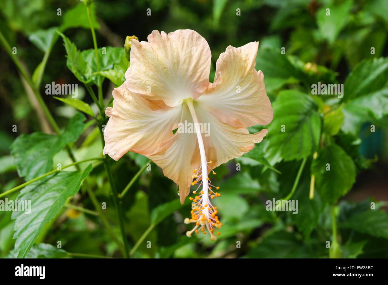 Pink hibiscus rosa sinensis hi-res stock photography and images - Alamy
