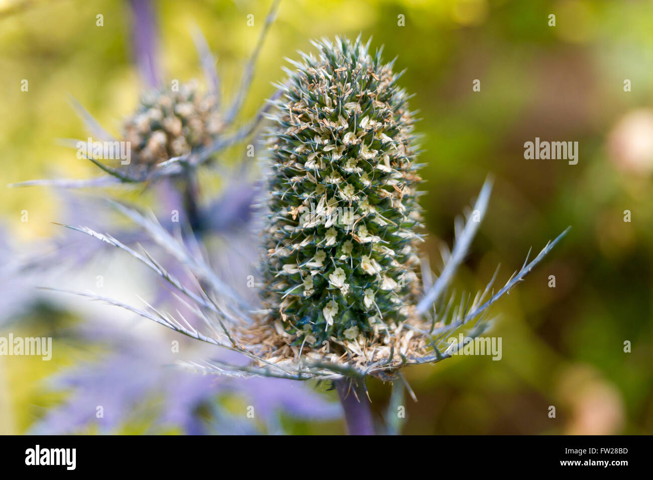 Dipsacus plant seedhead Stock Photo - Alamy
