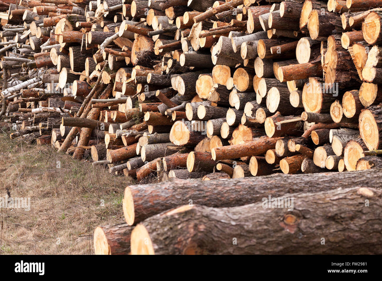 Hardwood stem hi-res stock photography and images - Alamy