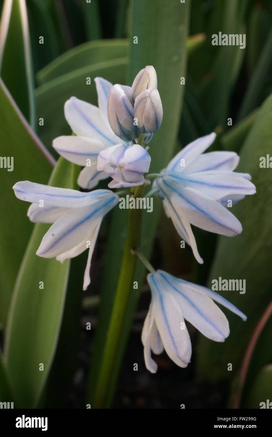 The flowers of a striped squill plant starting to bloom in Spring. This ...