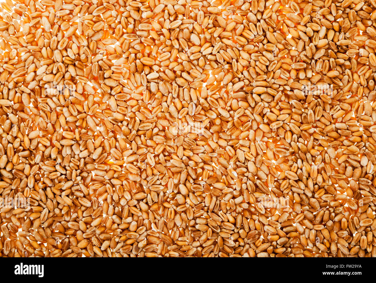 wheat , close up Stock Photo - Alamy
