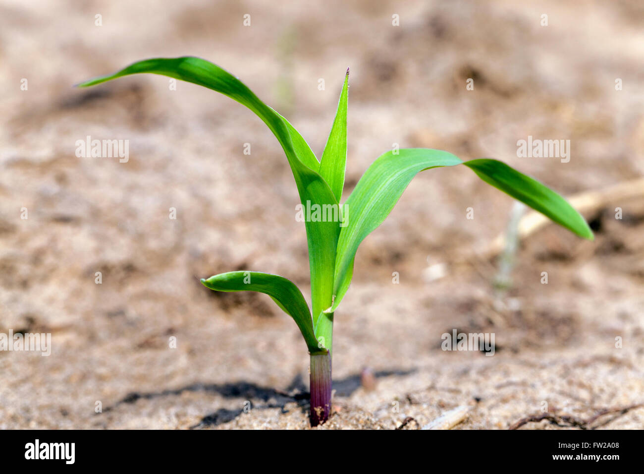 Corn germ hi-res stock photography and images - Alamy