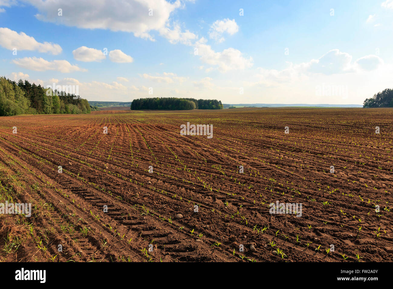 corn field , immature Stock Photo - Alamy
