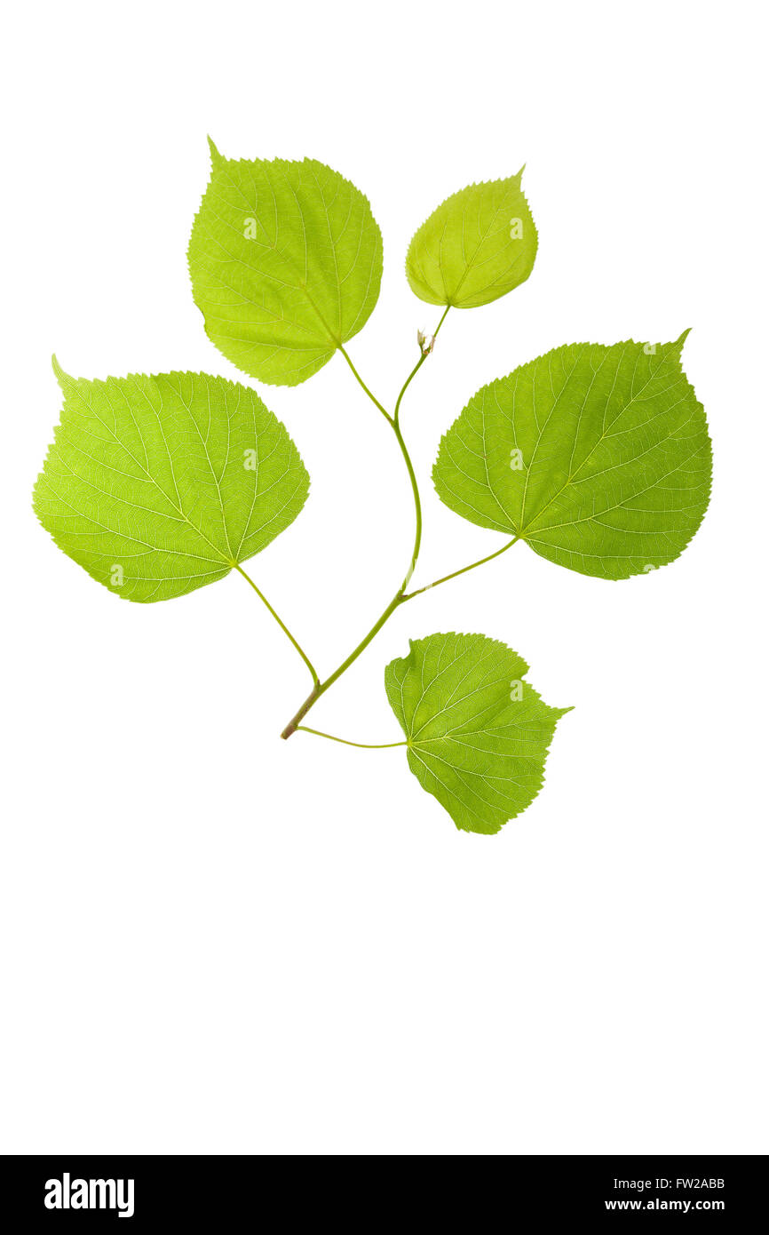 green foliage birch Stock Photo - Alamy