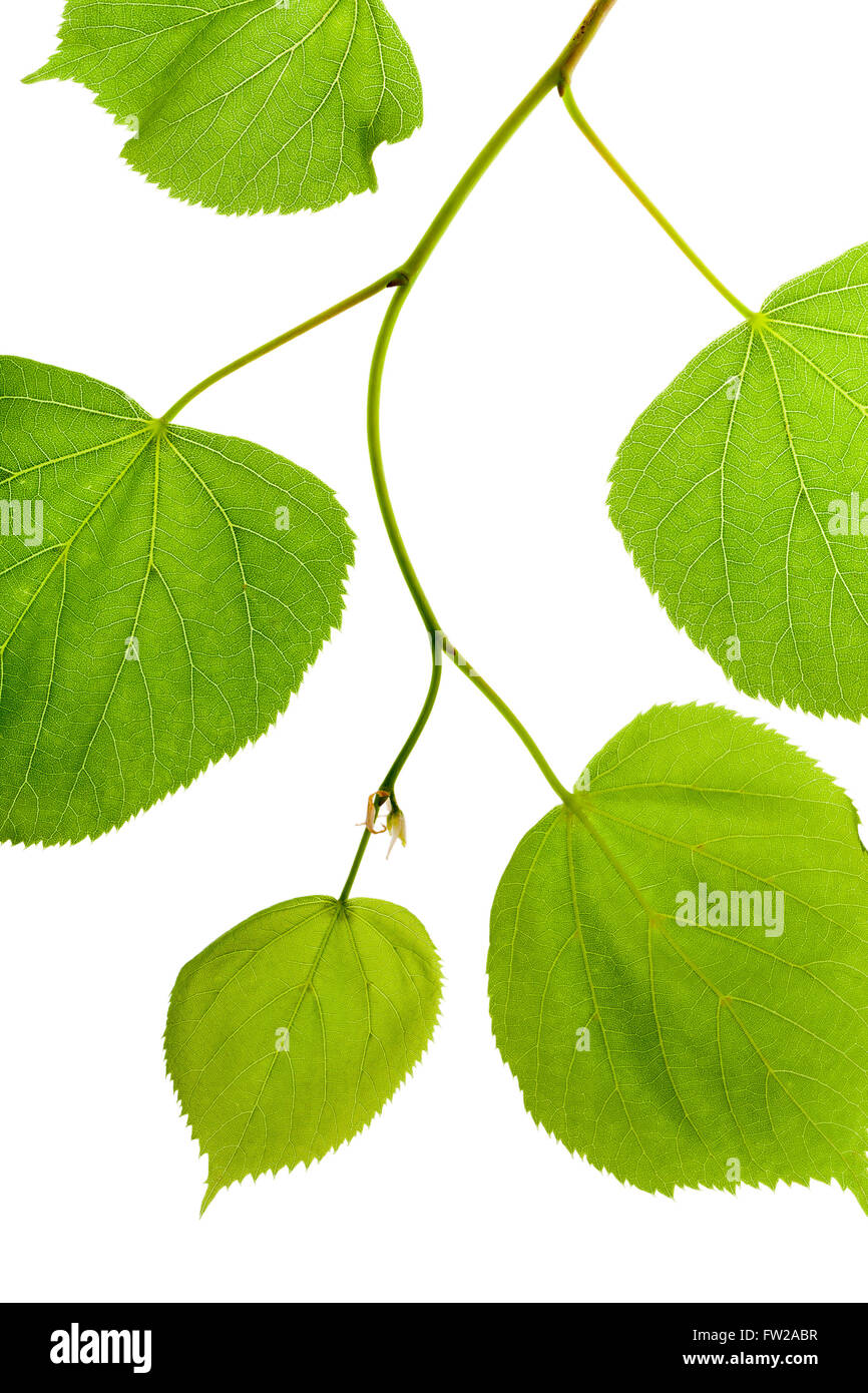 green foliage birch Stock Photo - Alamy