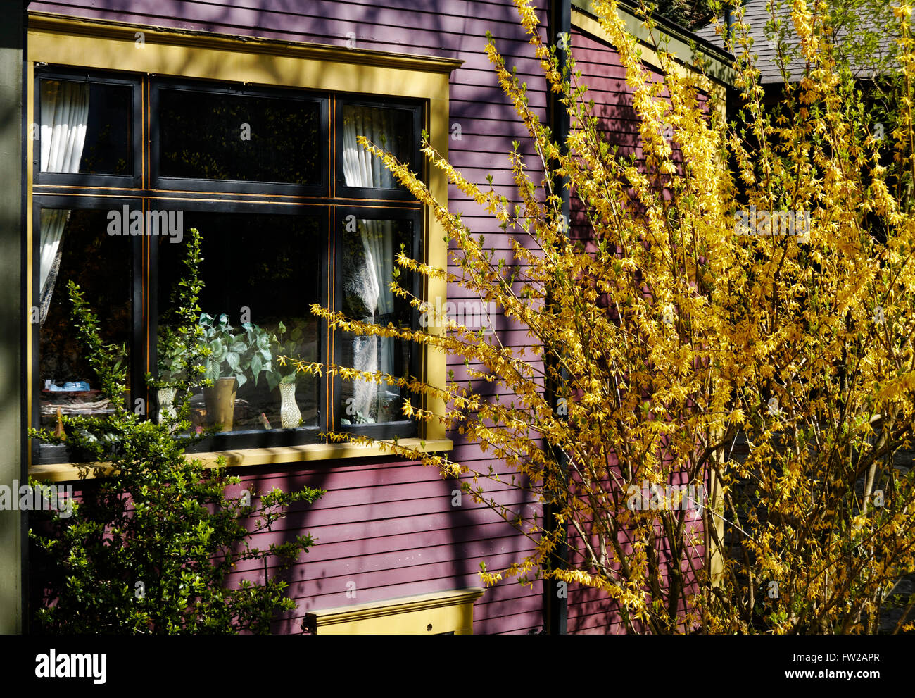 Cytisus scoparius or common Scotch broom blooming in spring next to a ...