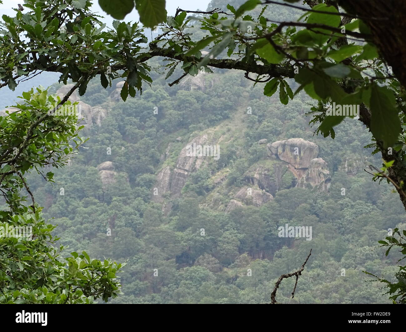 Rock with forest pine hi-res stock photography and images - Alamy