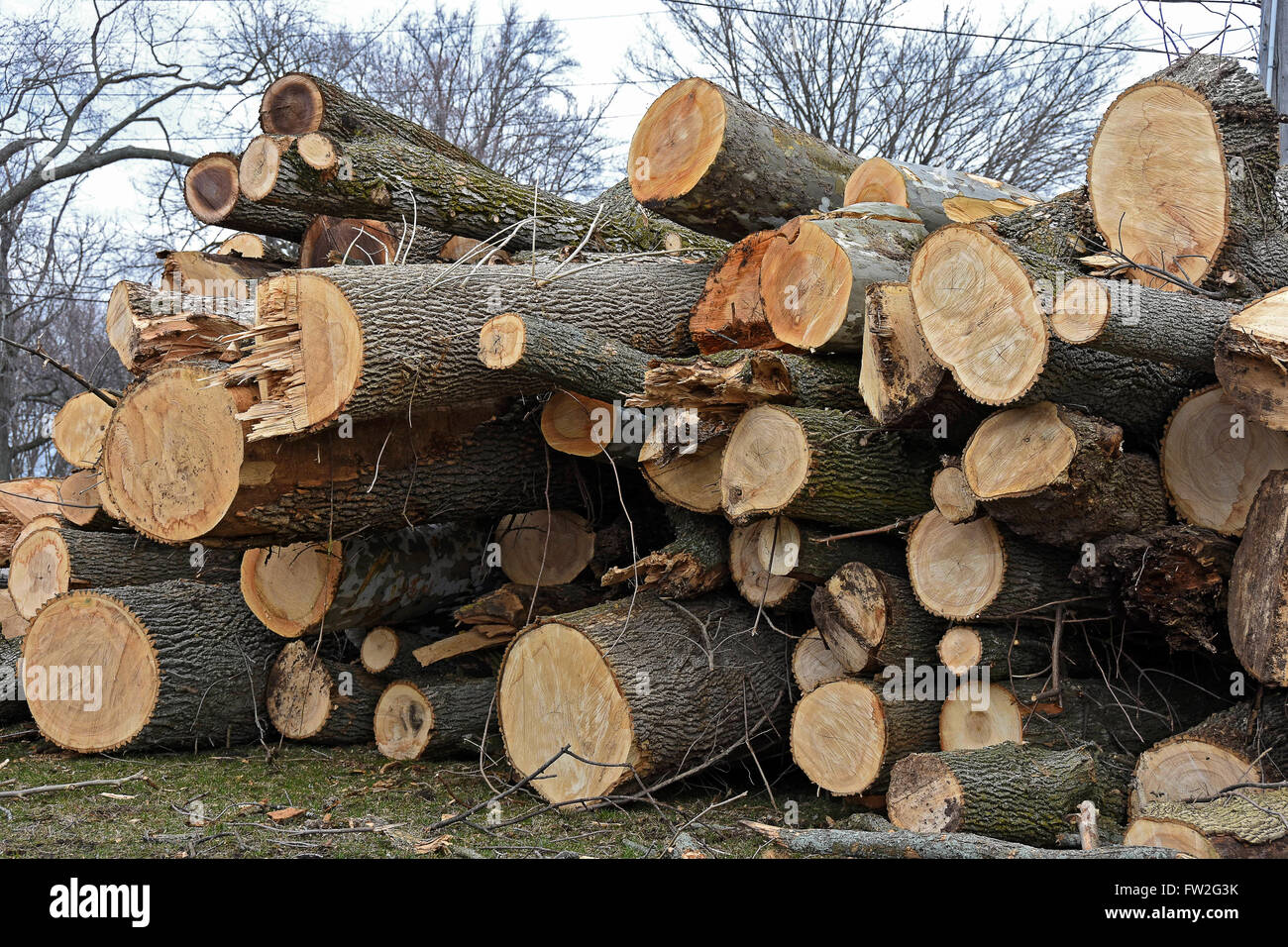 Pile of fresh cut trees Stock Photo - Alamy