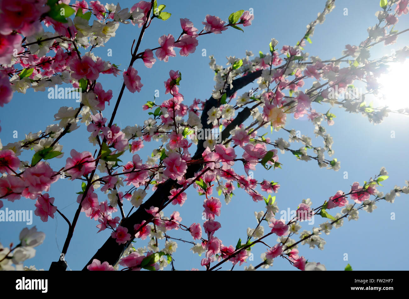 Sakura flower with lighting of sun in garden at Thailand Stock Photo ...