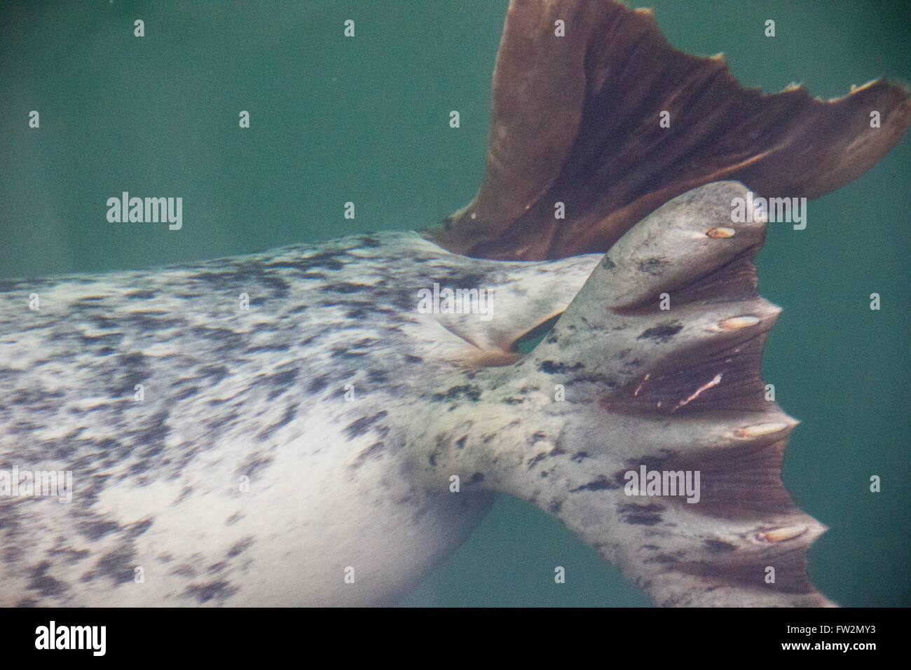 Feet with flippers hi-res stock photography and images - Alamy