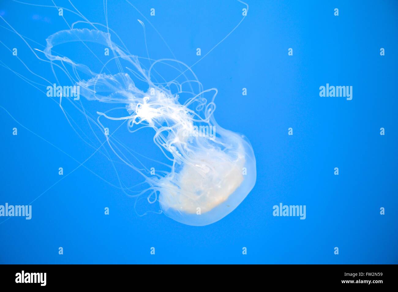 Jellyfish in clear blue water Stock Photo - Alamy