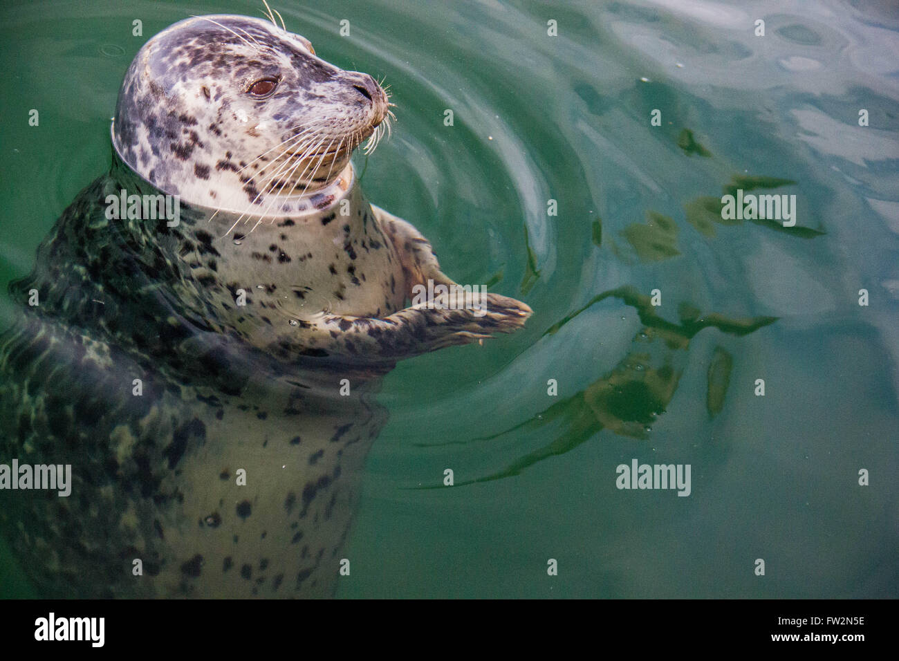 Seal fins hi-res stock photography and images - Alamy