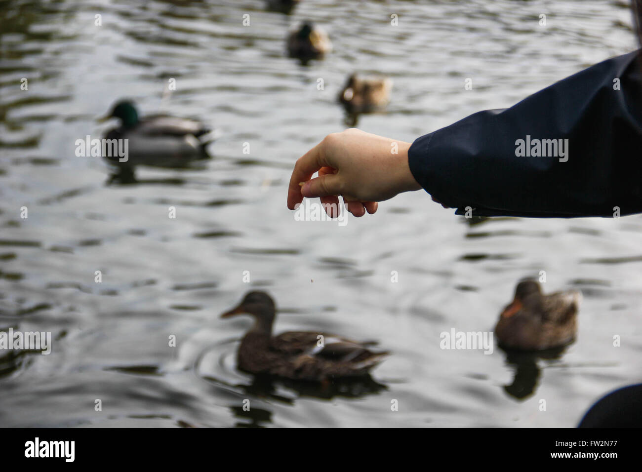 feeding the ducks Stock Photo - Alamy