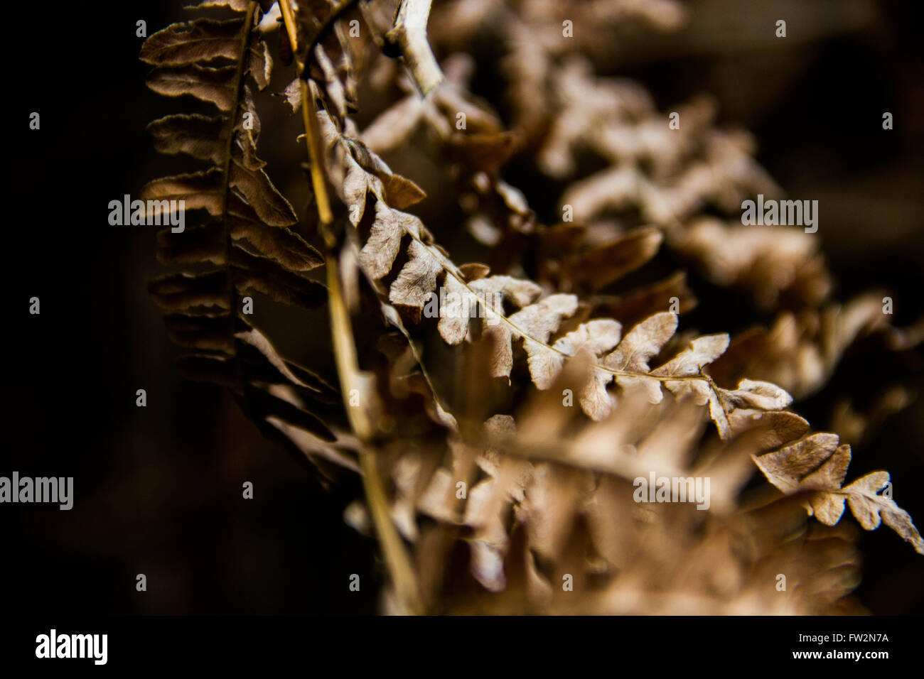 Dried ferns hi-res stock photography and images - Alamy