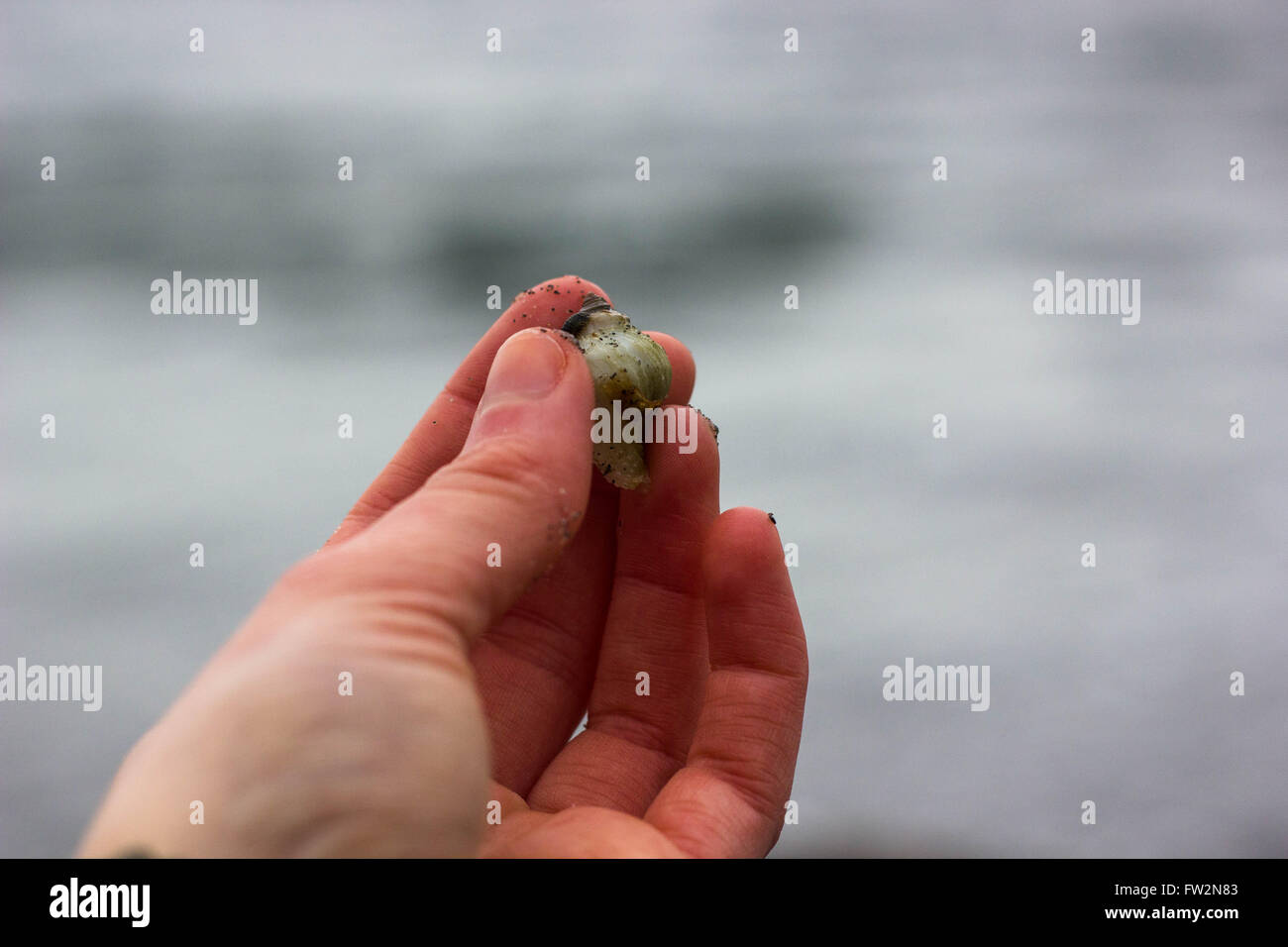 Fingers holding shell hi-res stock photography and images - Alamy