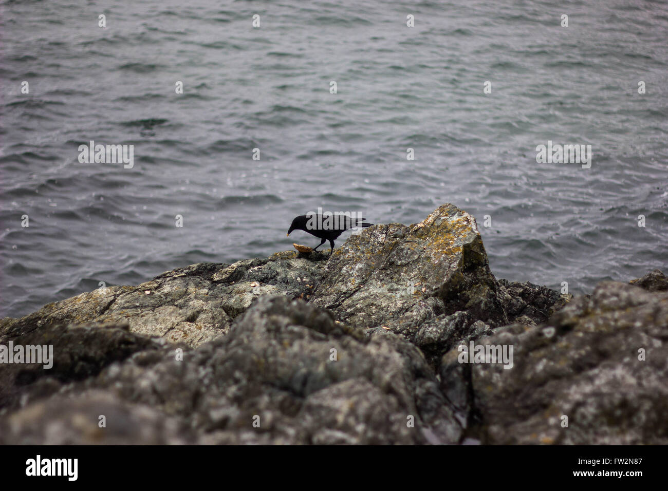 Crow eating hi-res stock photography and images - Alamy