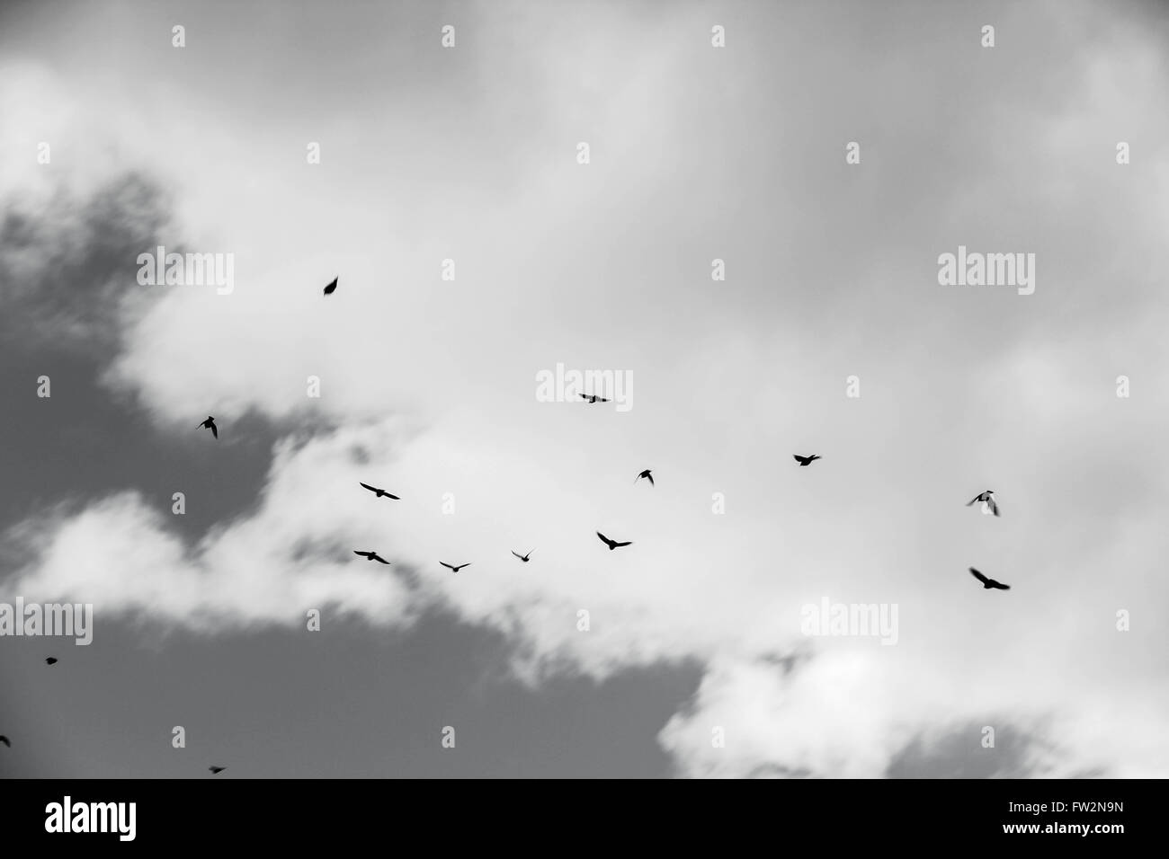 Flying black crows hi-res stock photography and images - Alamy