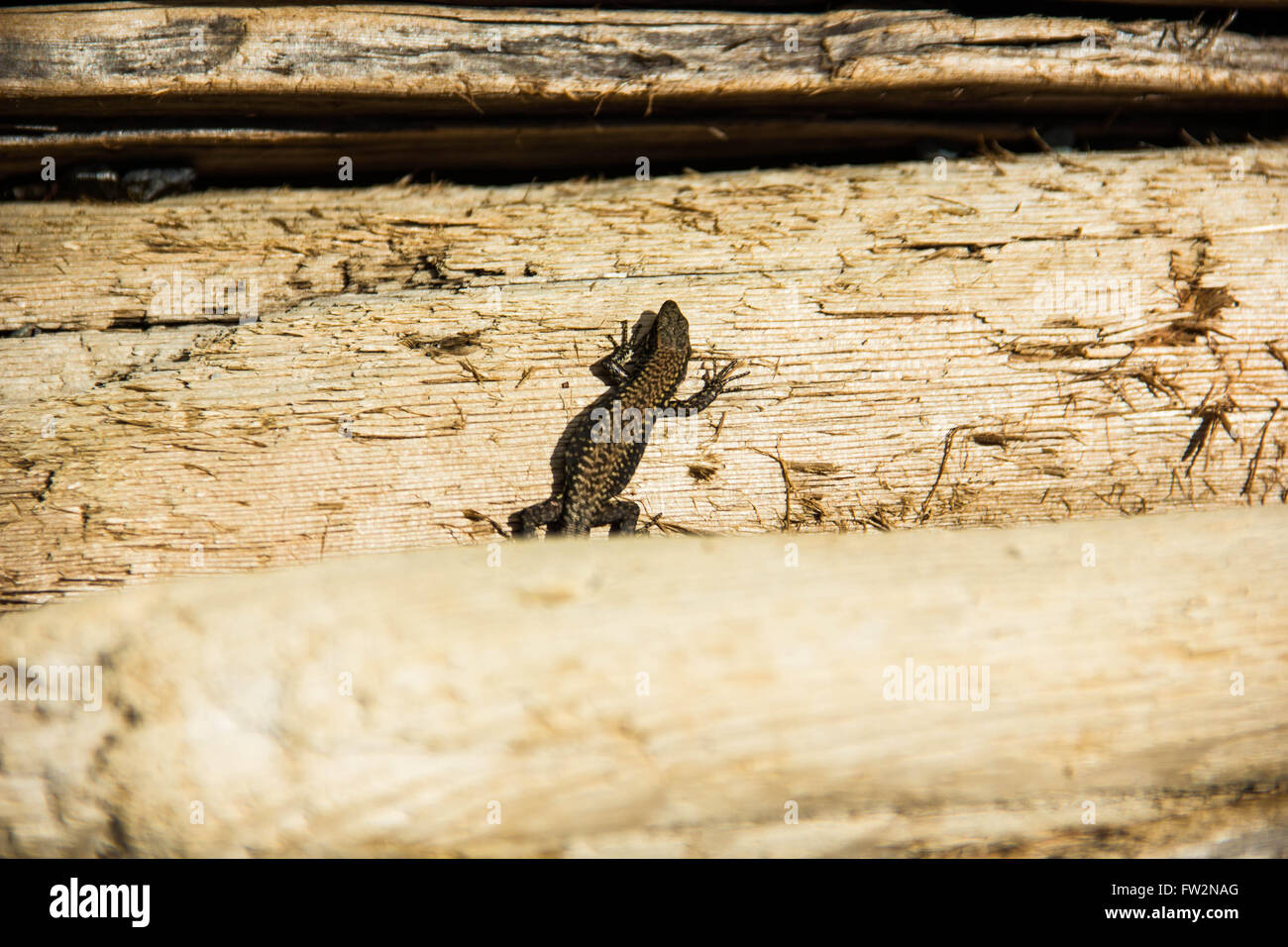 Lizards of bc hi-res stock photography and images - Alamy
