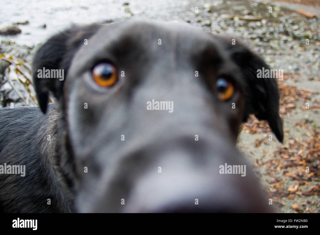 Lab walk hi-res stock photography and images - Alamy