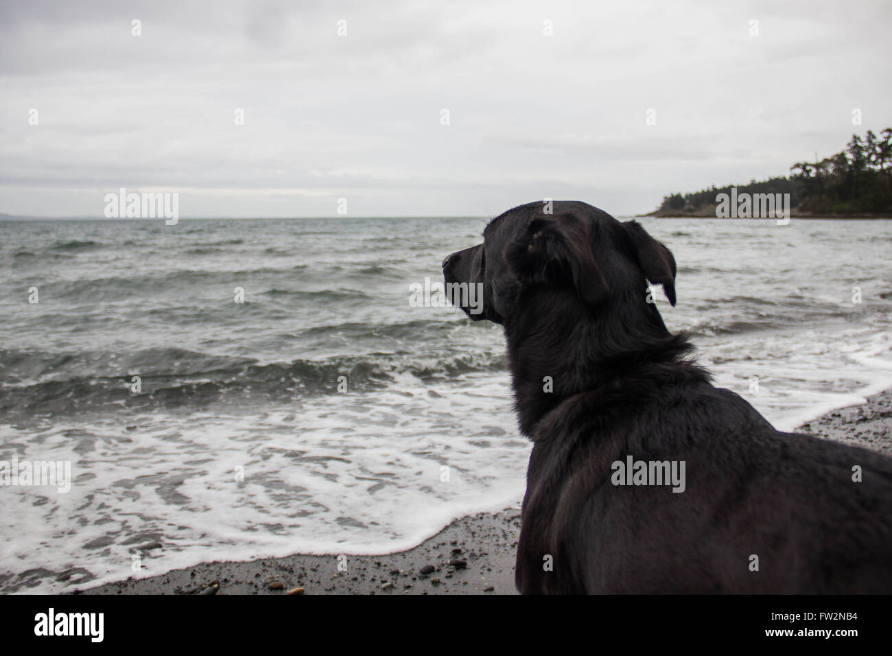 Thinking dog hi-res stock photography and images - Alamy