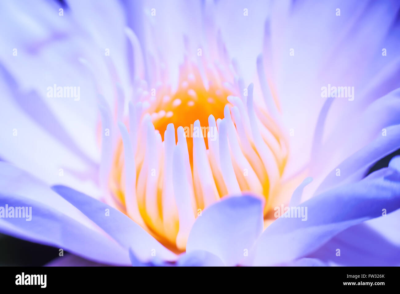 Blue lotus flower blue water hi-res stock photography and images - Alamy