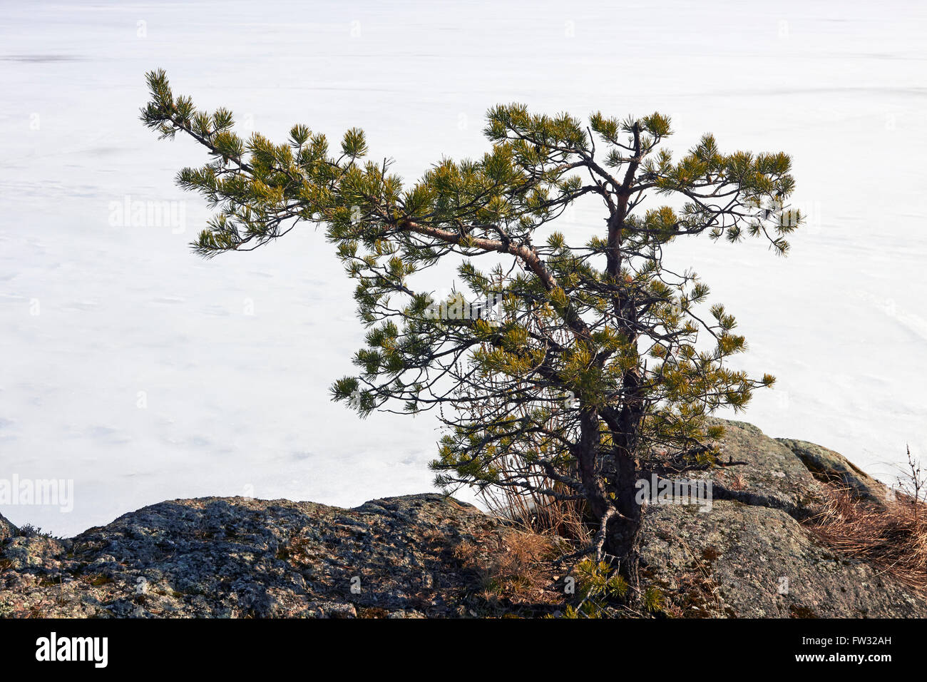 Tree growing on cliff hi-res stock photography and images - Alamy