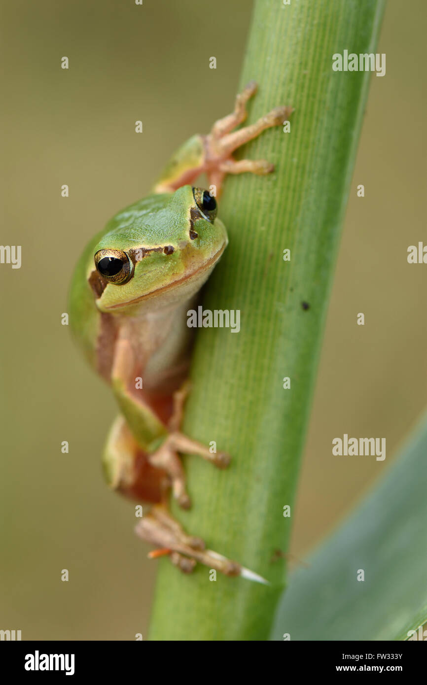 Full-grown Mediterranean Tree Frog (Hyla meridionalis) on reed ...