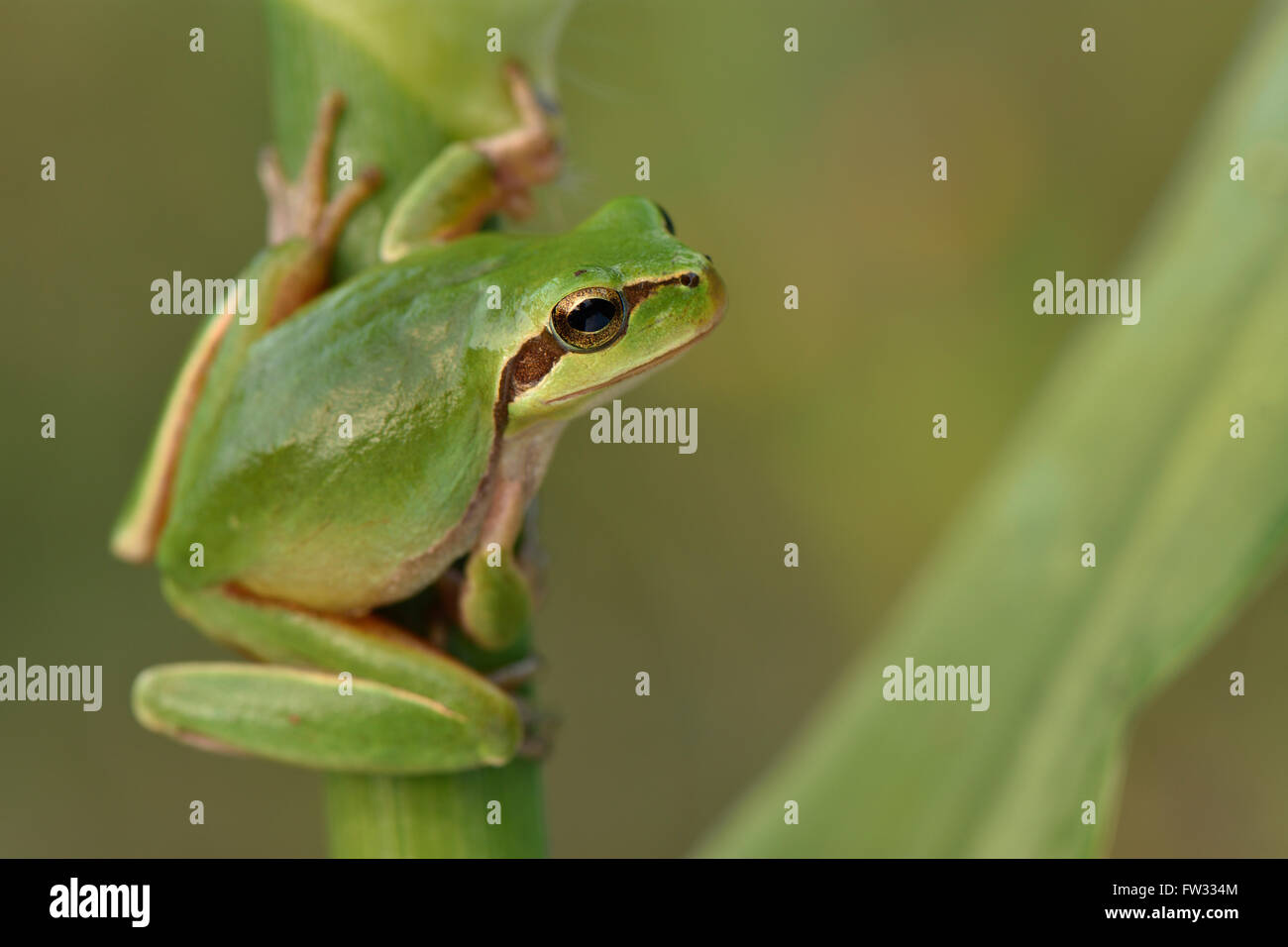 Full-grown Mediterranean Tree Frog (Hyla meridionalis) on reed ...