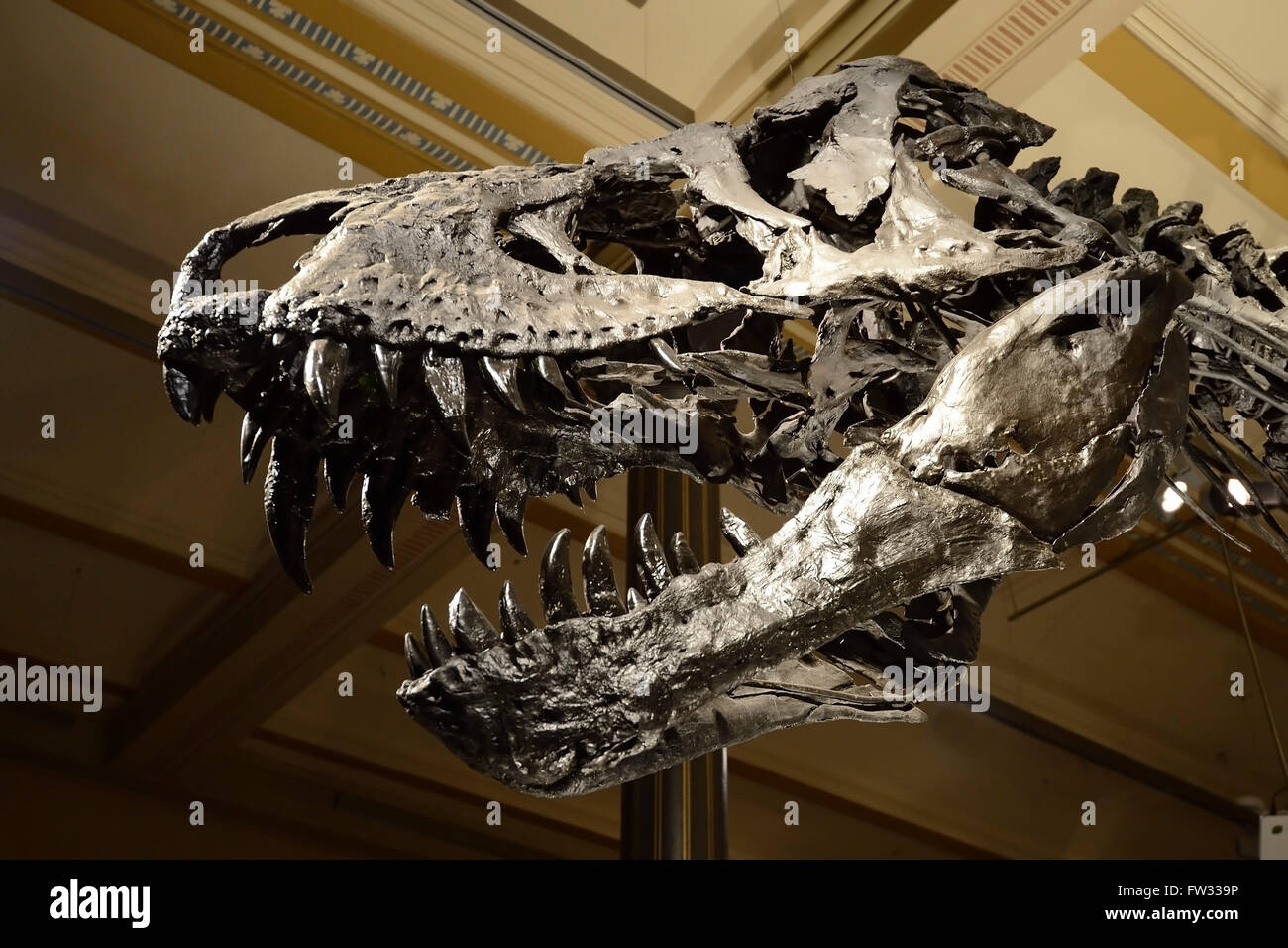 Skull of the until now best preserved skeleton of Tyrannosaurus rex or ...
