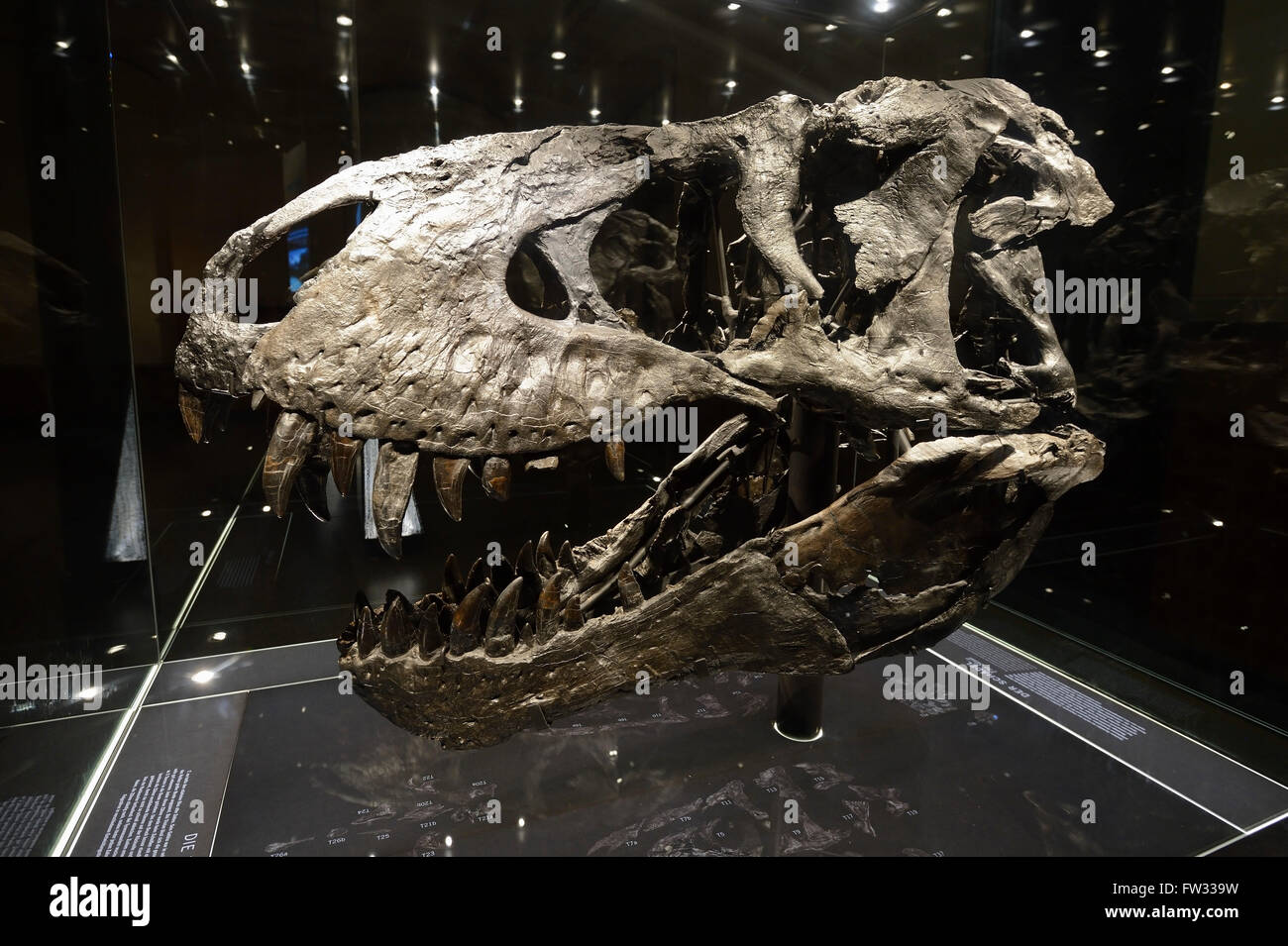 Skull of the until now best preserved skeleton of Tyrannosaurus rex or ...