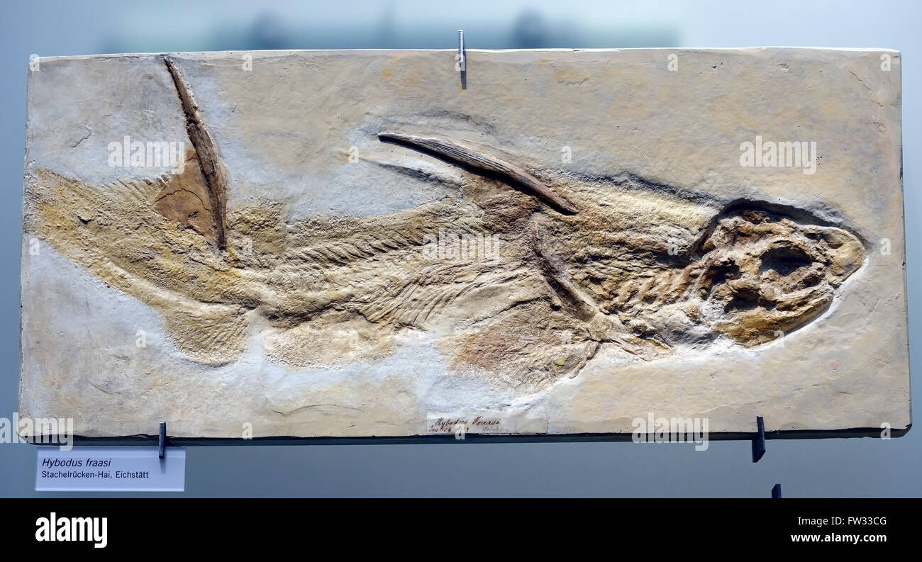 Fossil of a humped tooth shark (Hybodus fraasi), Naturkundemuseum ...