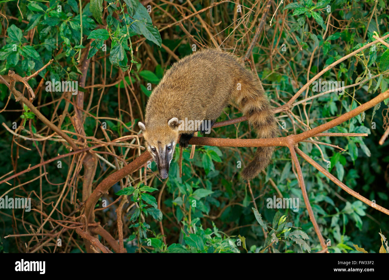 South American Coati (Nasua nasua) climbing in a tree, Iguazú National ...