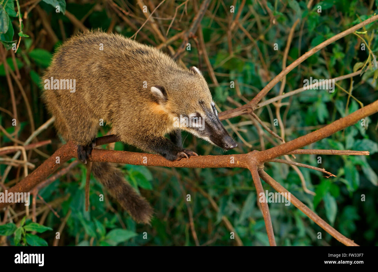 South American Coati (Nasua nasua) climbing in a tree, Iguazú National ...
