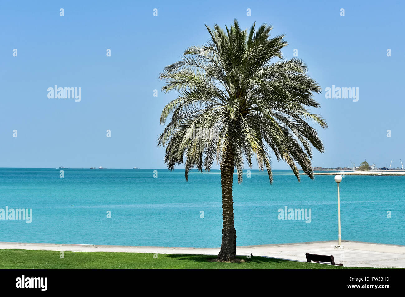 Doha Corniche promenade with a palm, Doha, Qatar Stock Photo - Alamy